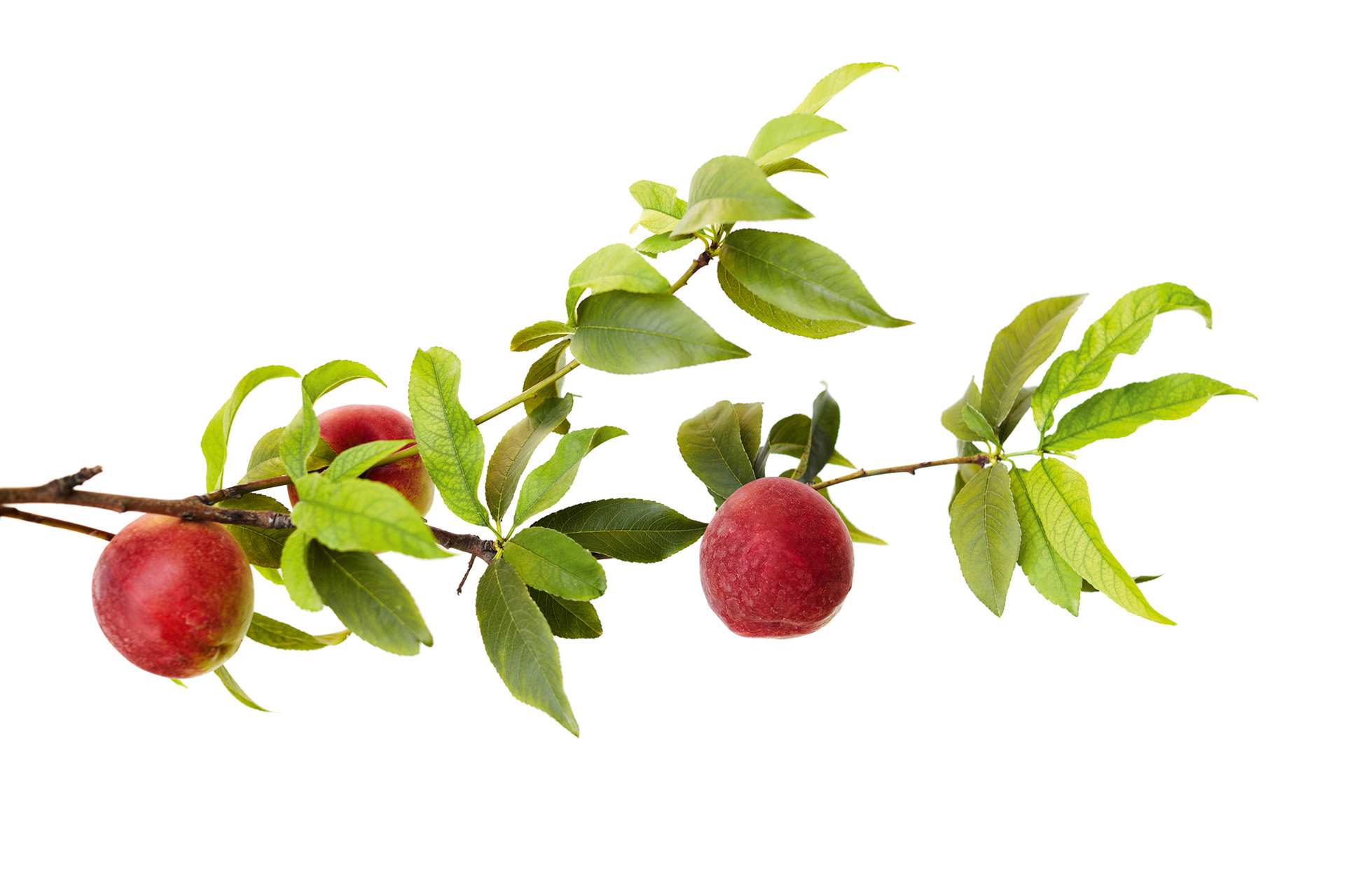 Pêche blanche dans les produits Laino